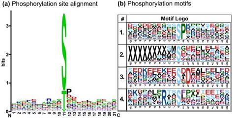 Sequence Alignment Of Phosphorylation Sites And Extraction Of Download Scientific Diagram