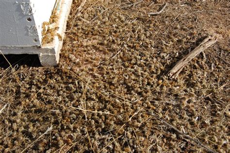 Sick Bees Part 18f1 Colony Collapse Revisited Pesticide Kills