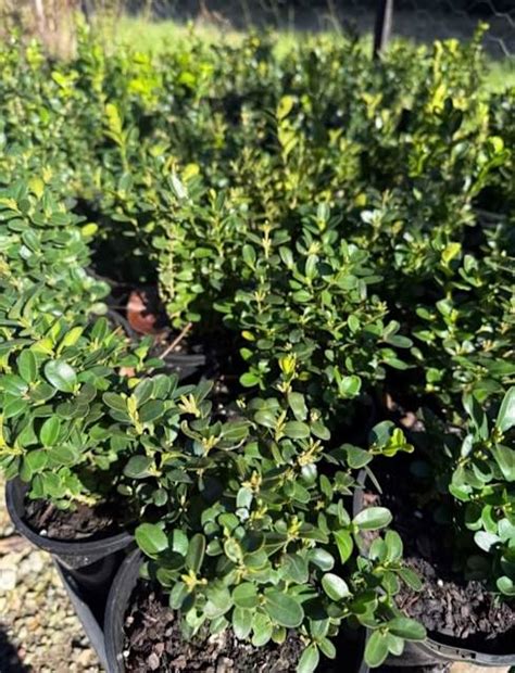 Dutch Box 14cm Pots Trade Price Available Clyde And Dandenong Plants In