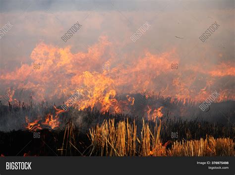 Agricultural Waste Image Photo Free Trial Bigstock