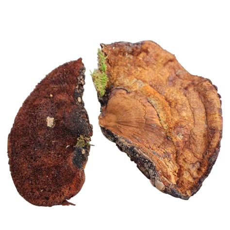 长白山野生粗毛纤孔菌250g粗毛黄褐孔菌粗毛褐孔菌榆蘑槐蘑 虎窝淘