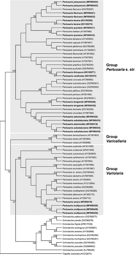 phylogenetic tree generated from mitochondrial small subunit sequences