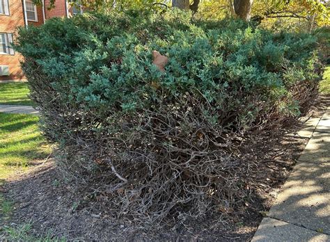 Cruelty To Junipers And Their Potential If Pruned Correctly Gardenrant