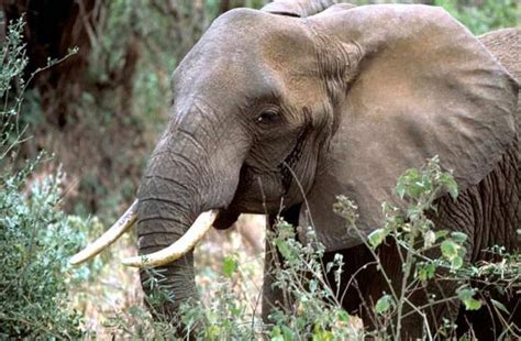 The Ivory Trade Is Even More Deadly than Most Folks Realize | Born Free USA