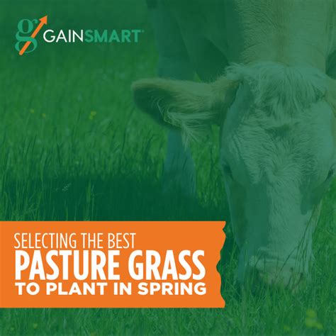 Selecting The Best Pasture Grass To Plant In Spring Gain Smart