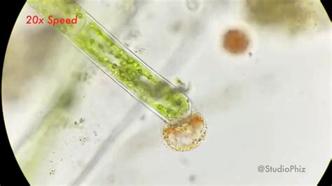 [x Post R Hardcorenature] Vampyrella Slurping Up Algae R