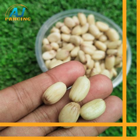Umpan Viral Biji Jarak Olahan Biji Jarak Fermentasi Lazada Indonesia