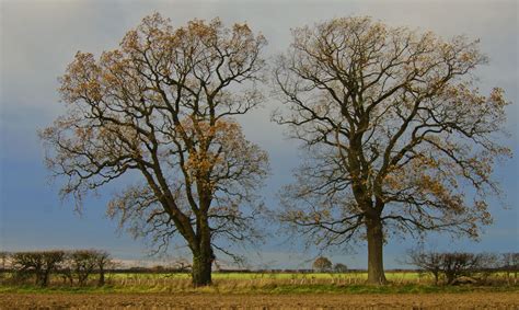Intelligent Trees Documentary Reveals Arboreal Bonds With Friends And