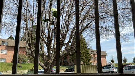 My Leaf Cobob Youtube