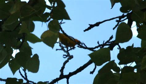 Bullocks Oriole Rwhatsthisbird