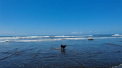 Dog, Beach, Ocean. Free Stock Video - Pixabay