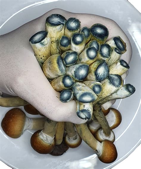 Cogumelos Psilocybe Cubensis Camboja Pacote gramas c selagem à vácuo