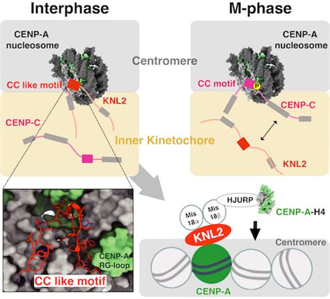 The Cryo‐em Structure Of The Cenp‐a Nucleosome In Complex With Ggknl2