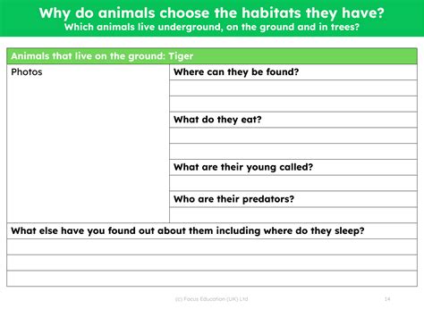 Tiger Fact File Worksheet Science 1st Grade