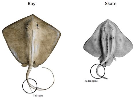 Difference Between Skates And Rays