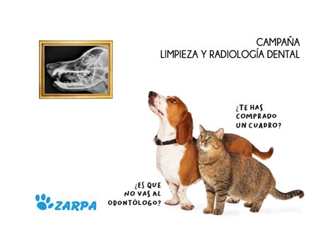 Campaña De Odontología Veterinaria 2021 Clínica Veterinaria Zarpa