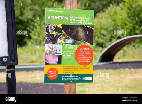 Warning For Oak Processionary Moth Caterpillars An Oak Tree Pest With