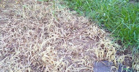 Transform Brown Patchy And Wilted Grass To A Lush Green Lawn In Four