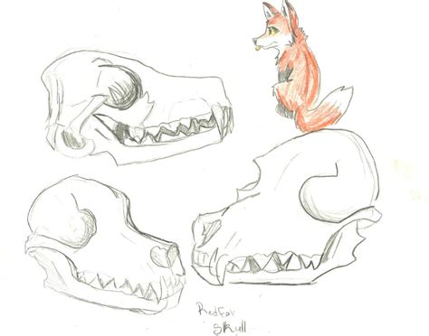 Red Fox Skull By Kakashischika On Deviantart