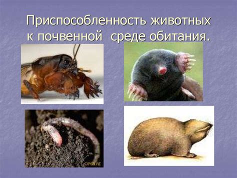 Среды обитания организмов Приспособленность к среде обитания 5 класс презентация онлайн