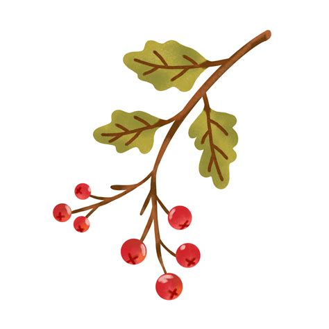 Cranberry Branch Autumn Collection Hand Drawn Drawing Illustration