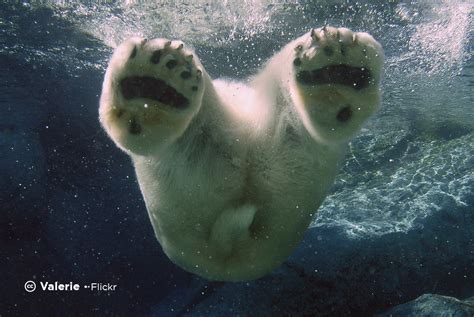 Yli Multimedia Event Detection The Multimedia Commons Initiative