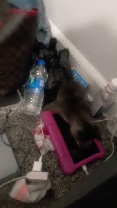 Silly Kitten Youtube