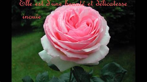poeme rose