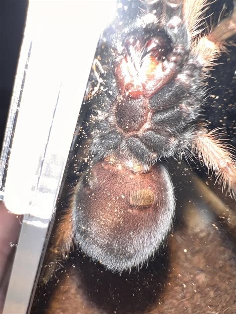 Male Or Female Tarantula Sex Rtarantulas