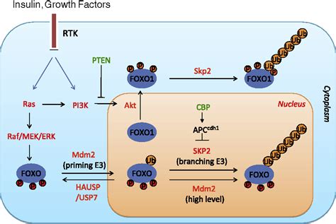 Figure 1 From Regulation Of Foxo Protein Stability Via Ubiquitination