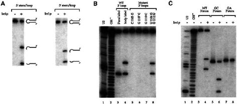 Cleavage Of Stem Loop Rnas By Ire1p K ϩ T A Radiolabeled In Vitro
