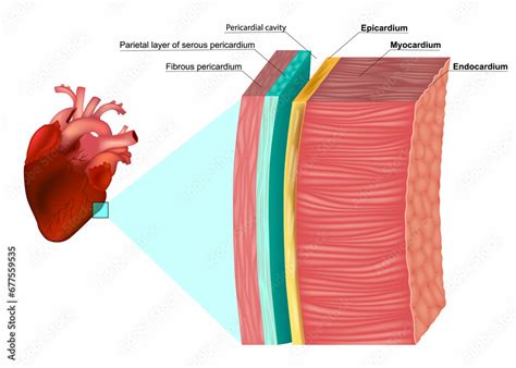 The Layers Of The Heart Wall Anatomy Myocardium Epicardium