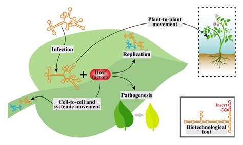 Viroids Non Coding Circular Rnas Able To Autonomously Replicate And