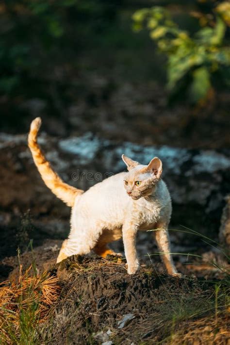 Cute Funny Curious Playful Beautiful Devon Rex Cat Walking In Park