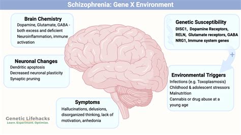 Schizophrenia Genetic And Environmental Factors