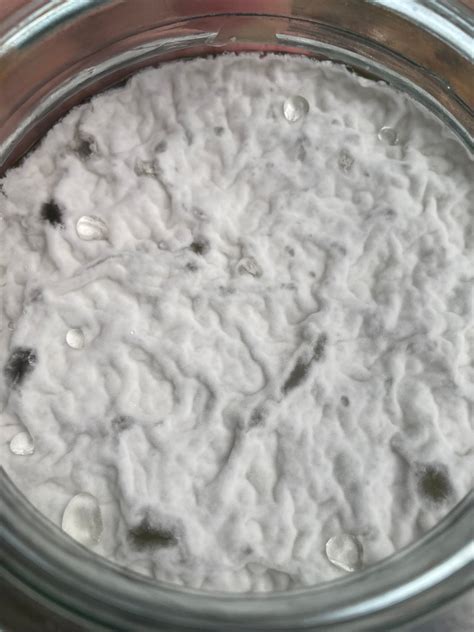 Pickle Mold Blanket R Moldlyinteresting