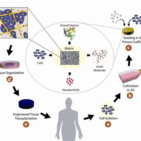 Microscopic Structure Of Human Lamellar Bone 35 Download Scientific