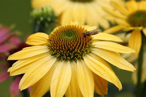 Insect Grove Hover Fly Free Photo On Pixabay Pixabay