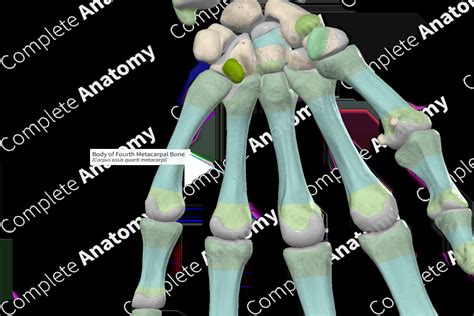 Body Of Fourth Metacarpal Bone Complete Anatomy