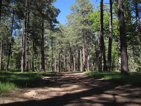 Tree To Tree Forest Grove At Steven Broadnax Blog