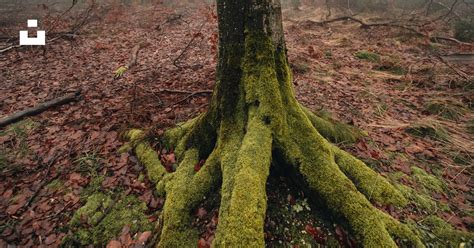 霧の森の中の苔に覆われた木の写真 Unsplashの無料工場写真