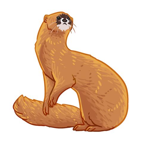 Siberian Weasel By Yangularoo On Deviantart