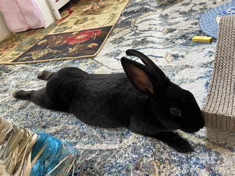 Splooty Booty Rsploot