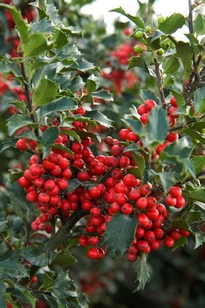 Male And Female Holly Bushes Archives Perennially Yours
