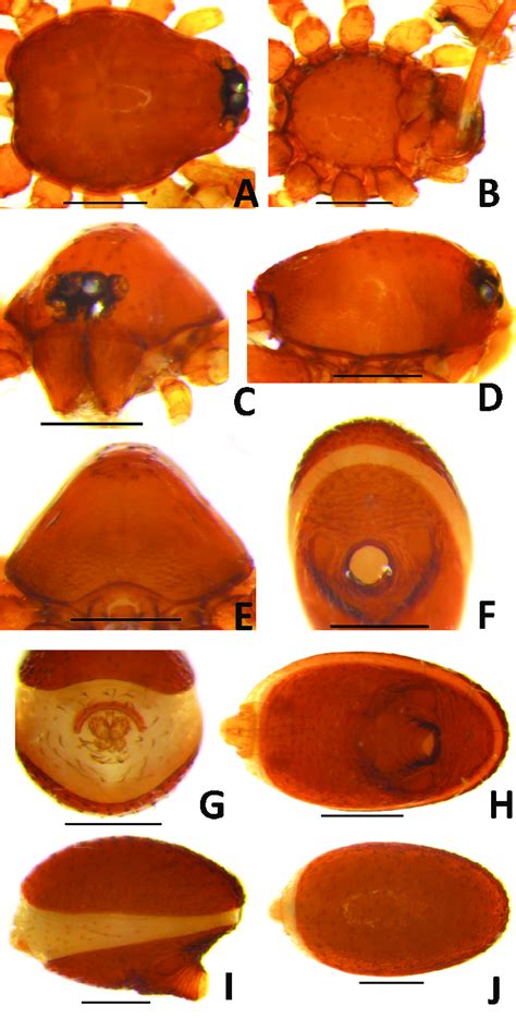 Pelicinus Snooky N Sp Male From Ethagala Fr A Carapace Dorsal