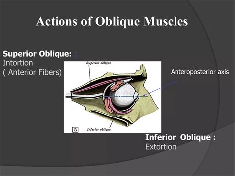 Extraocular Muscles Pptx