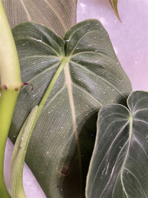 Melano Wilty After Reporting R Rarehouseplants