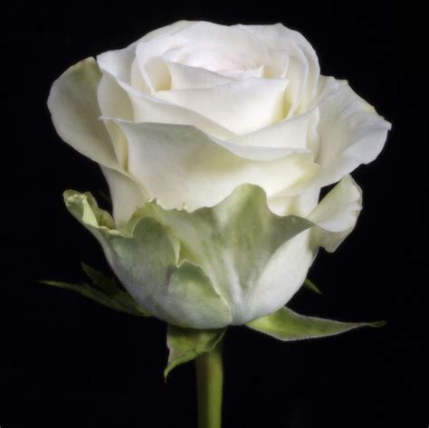 Alba - Store Flowers