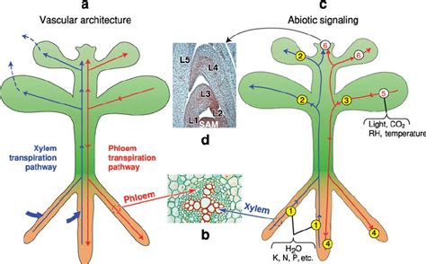 Plant Vascular System Function
