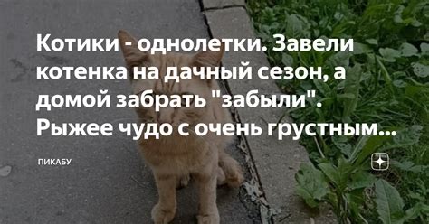 Котики однолетки Завели котенка на дачный сезон а домой забрать